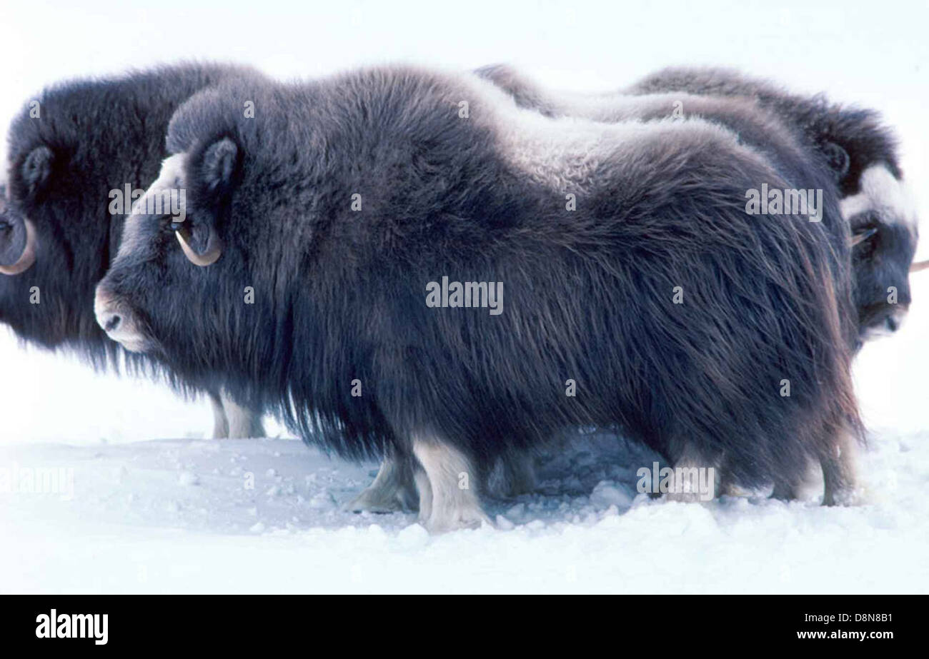 Musk ox mammals at Alaska Stock Photo - Alamy