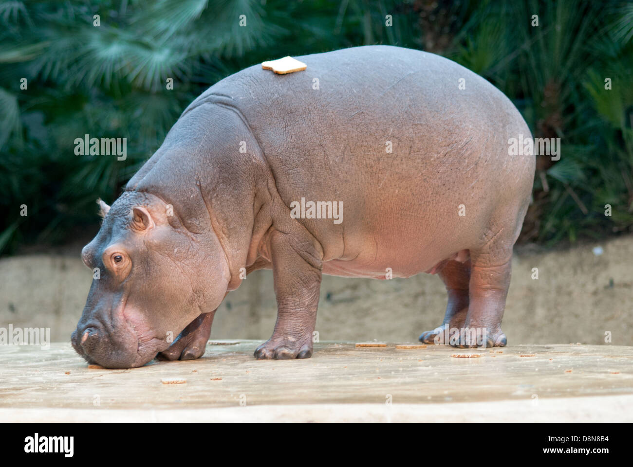 Berlin zoo hippo hippopotamus hi-res stock photography and images - Alamy