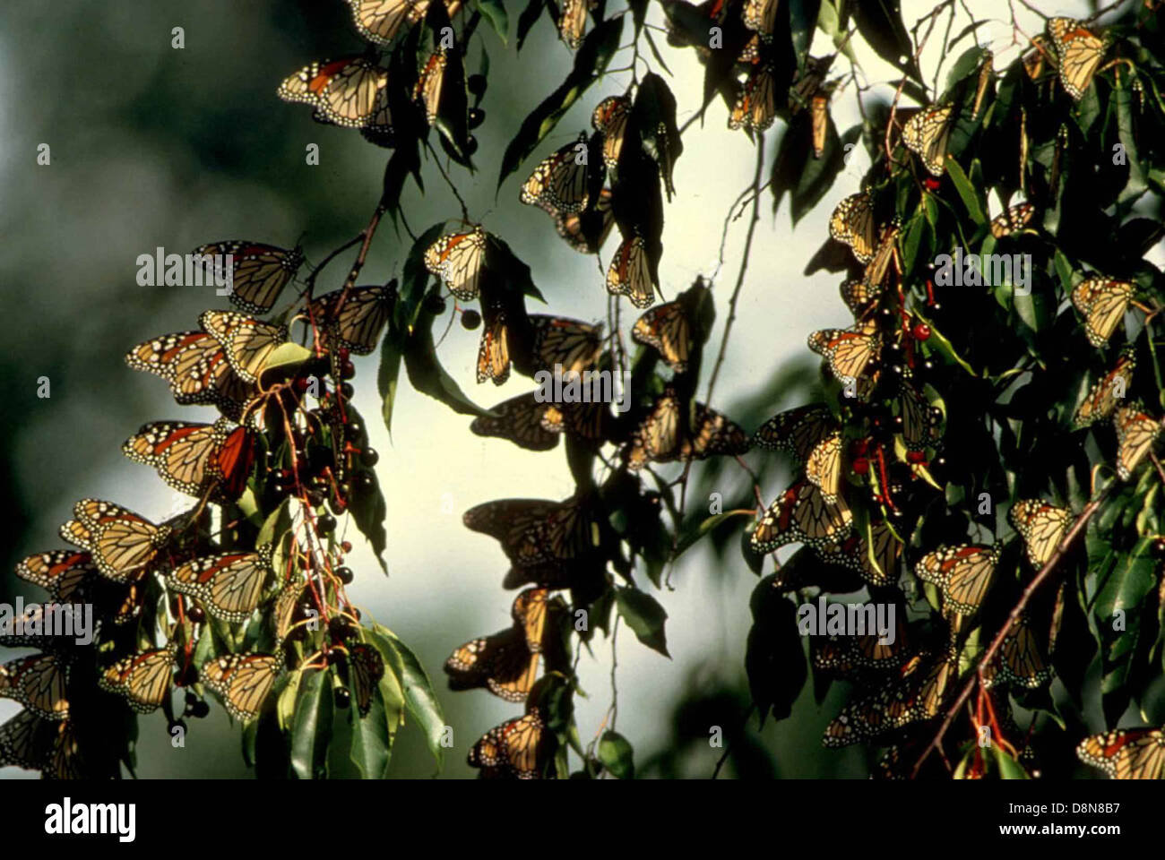A variety of butterflies rest on the leaves of a branch, showcasing ...