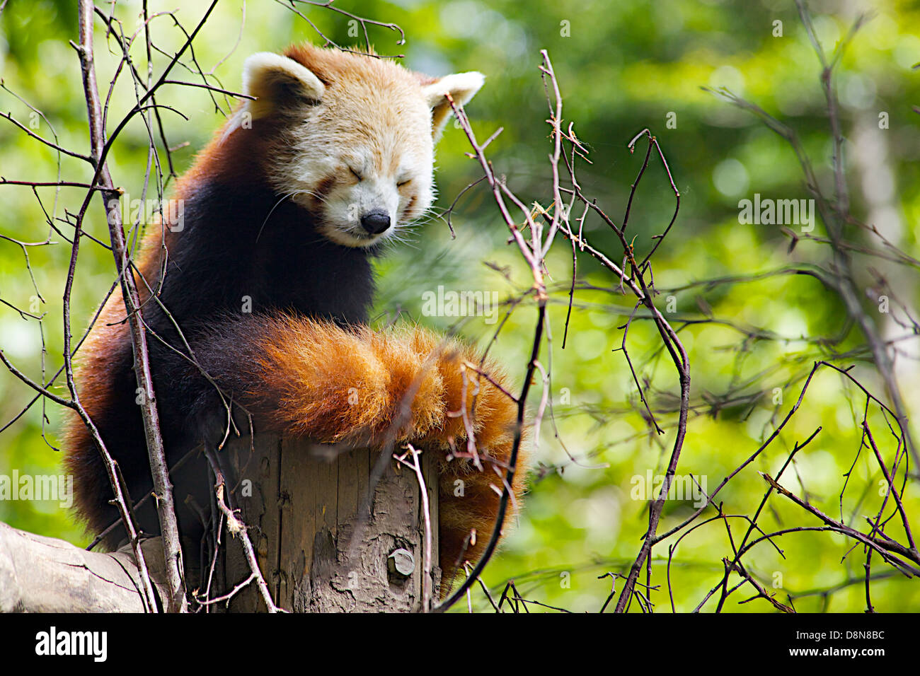 Red panda hi-res stock photography and images - Alamy