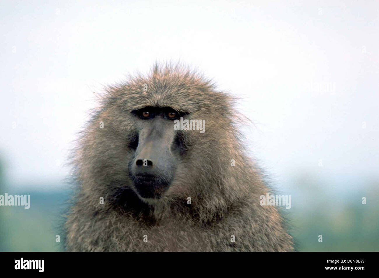 Olive baboon animal papio anubis Stock Photo - Alamy