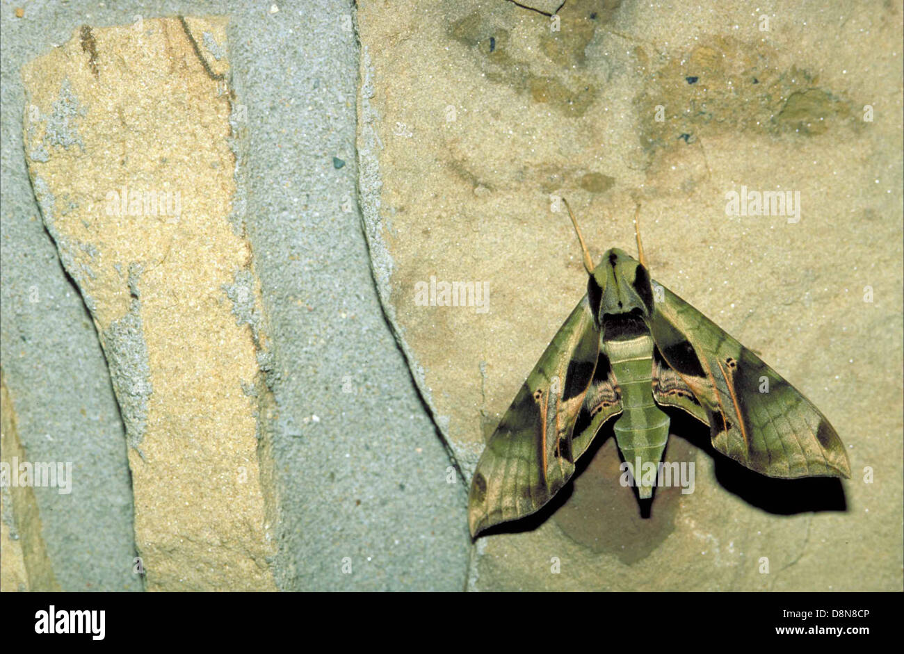 A close-up of a Pandora Sphinx moth with its distinctive camouflage ...