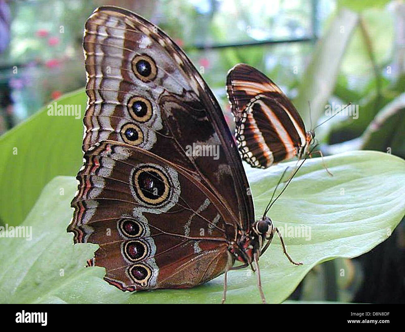 A butterfly rests on a plant, showcasing the interaction between ...