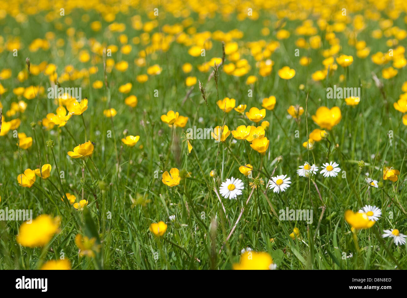 Marsh daisy hi-res stock photography and images - Alamy