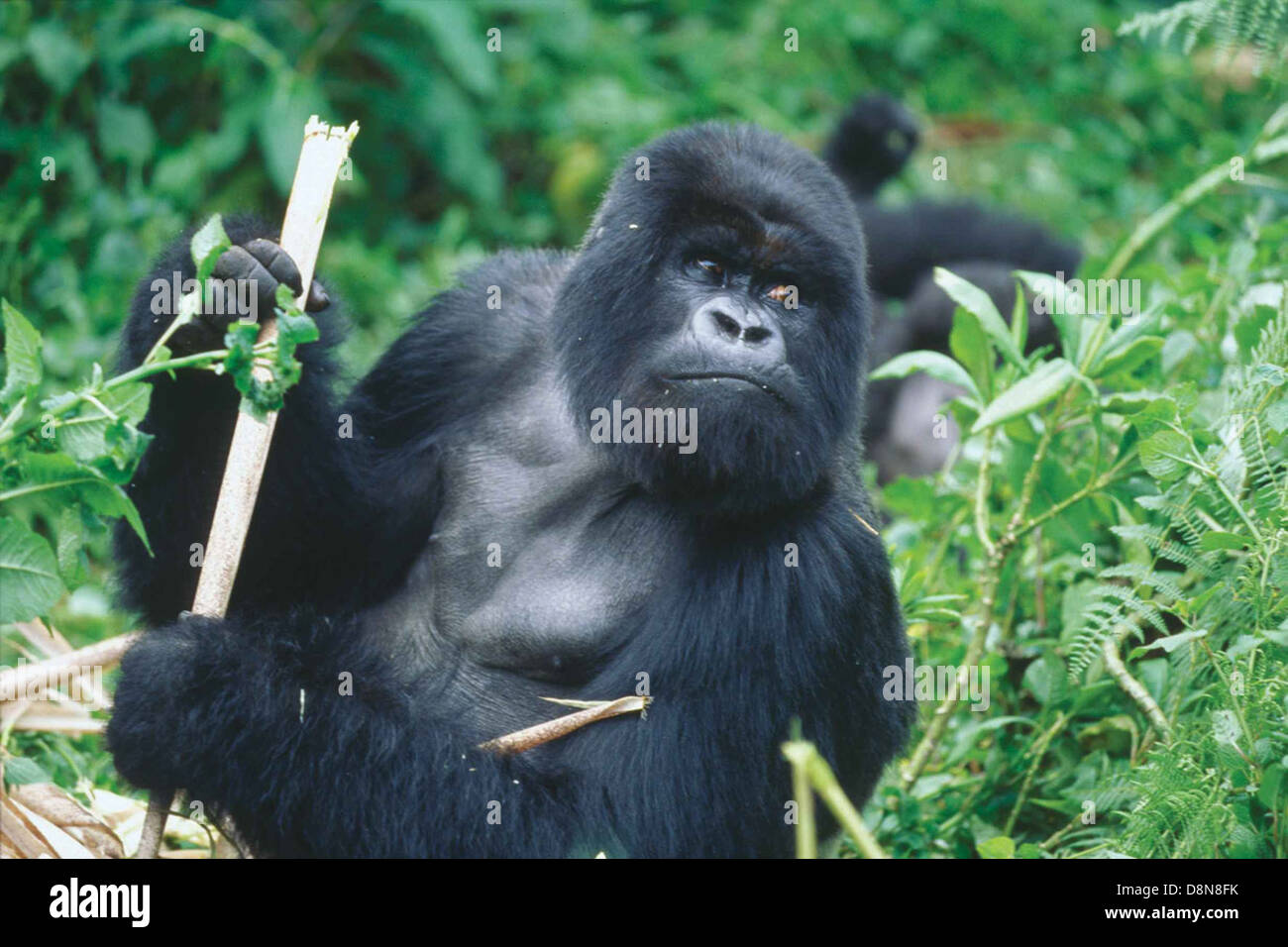 Baby Cross River Gorilla