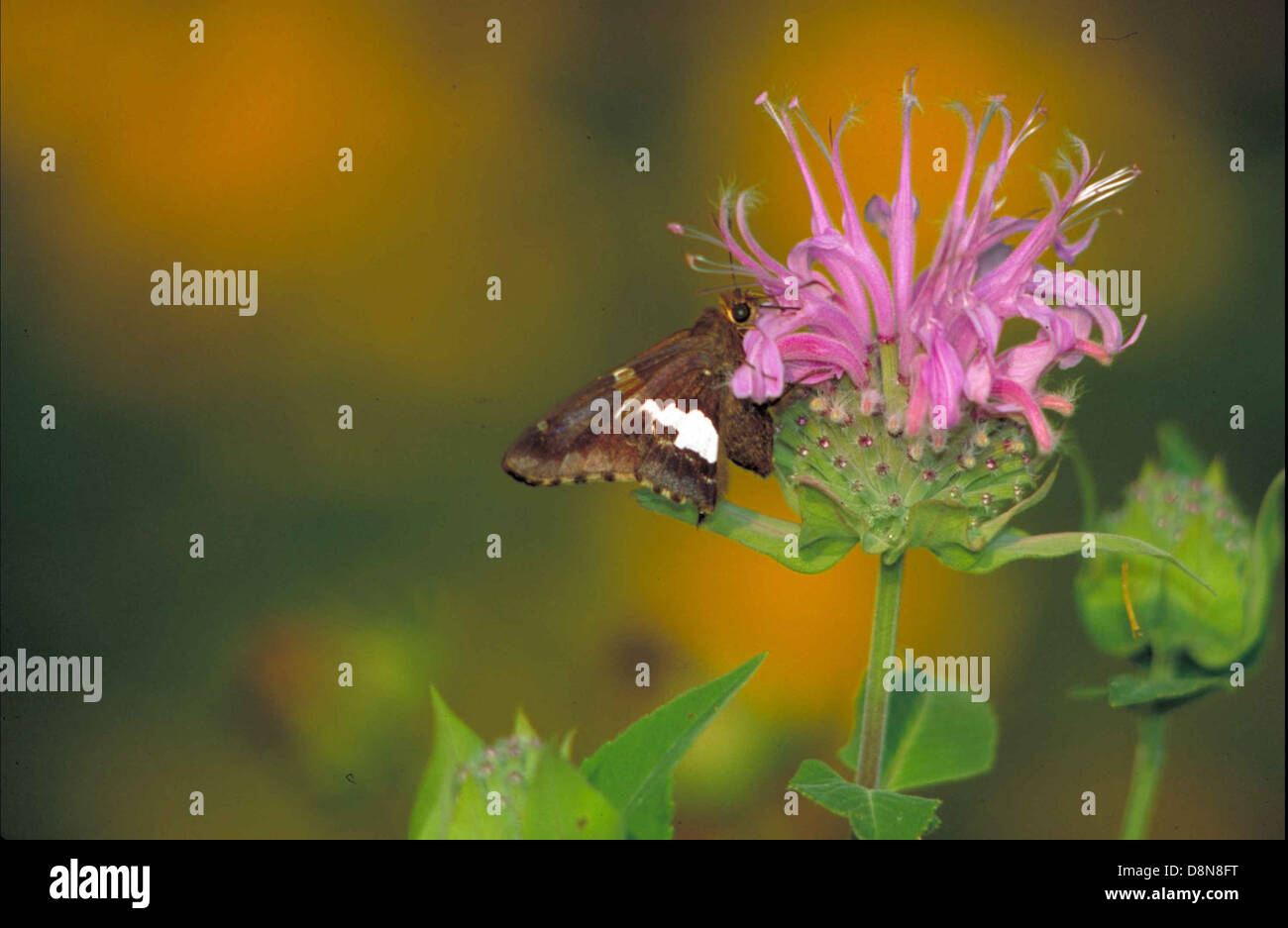 The Silver-spotted Skipper butterfly (Epargyreus clarus) is perched on ...