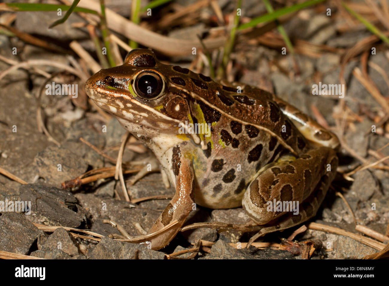 Brown Southern Leopard Frog