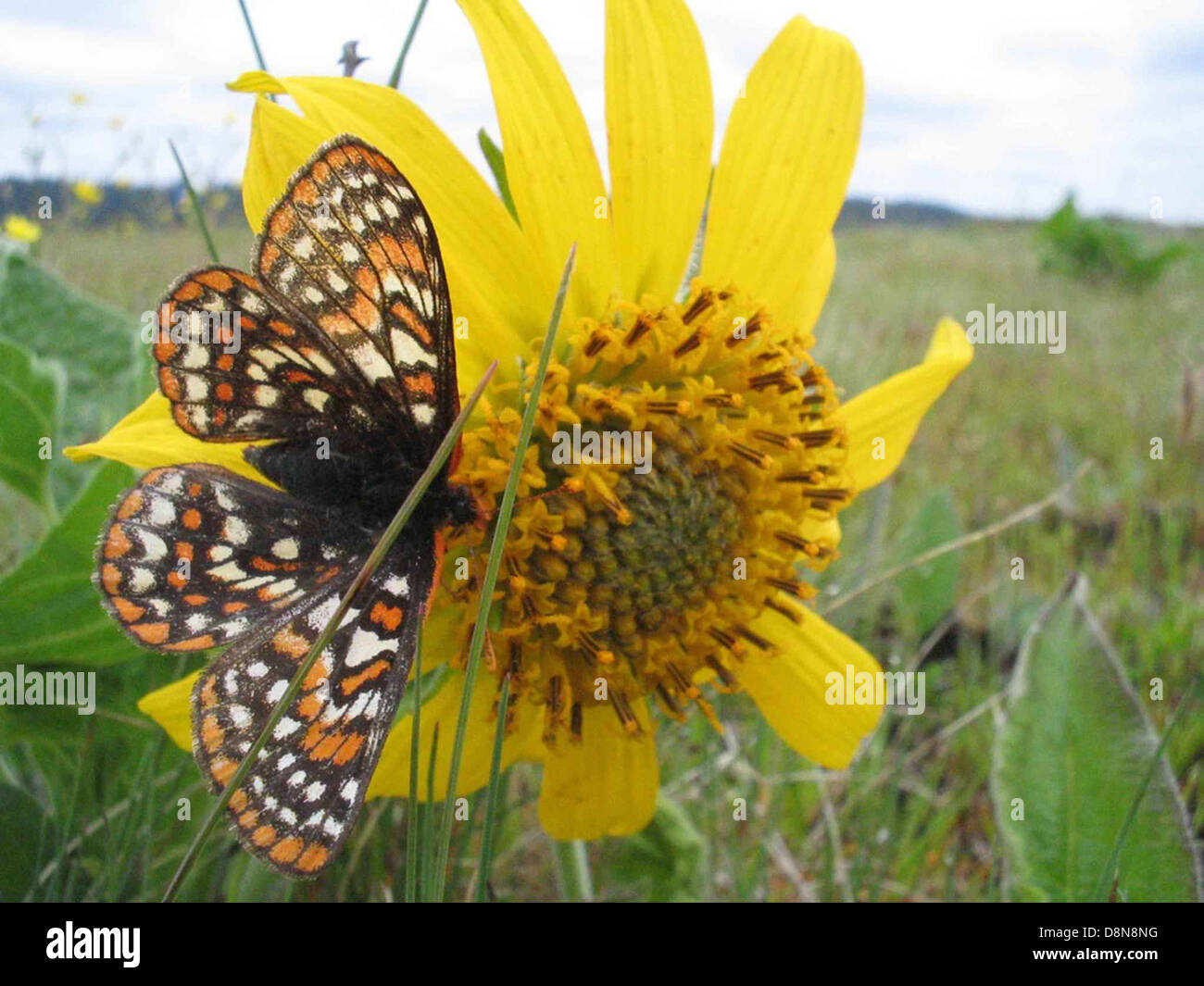 Taylor checkerspot butterfly hi-res stock photography and images - Alamy