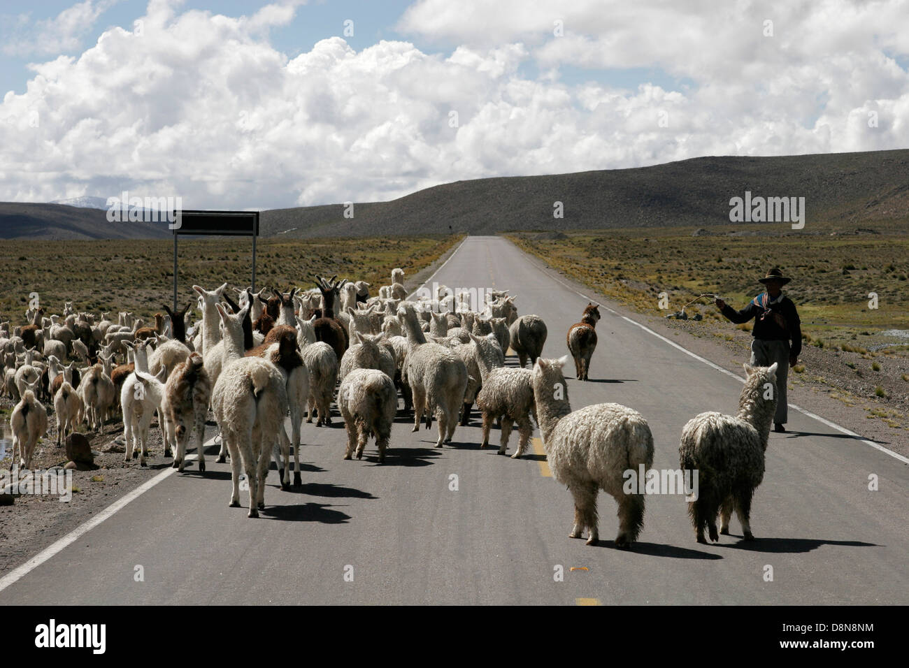 Herd of llamas and alpacas on the road in Peruvian Andes, South America ...