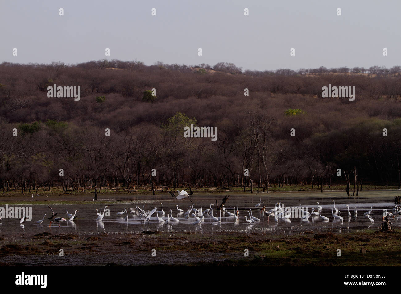 Ranthambhor fort hi-res stock photography and images - Alamy