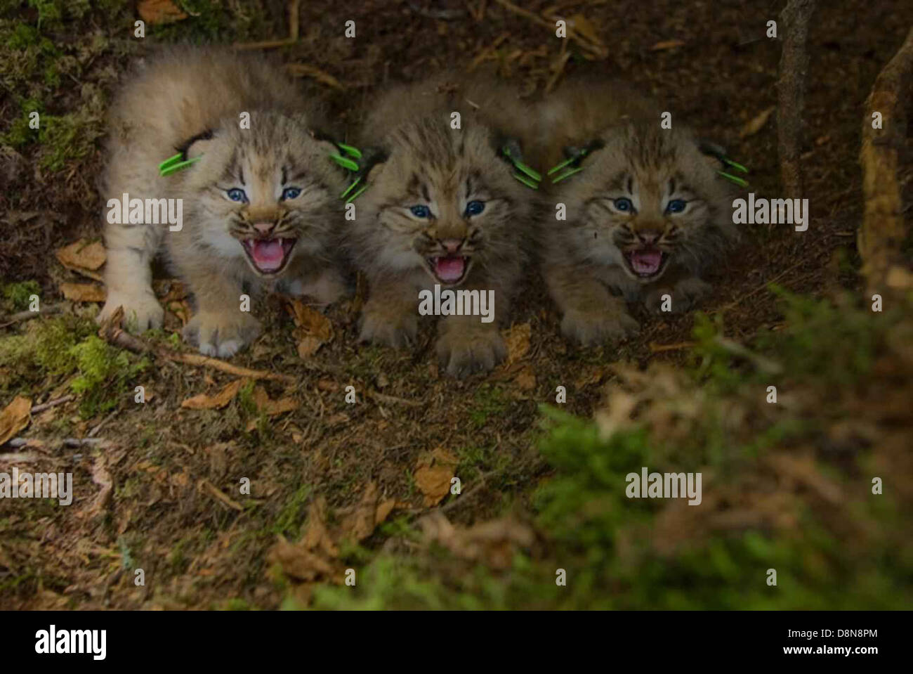 Lynx ears hi-res stock photography and images - Alamy