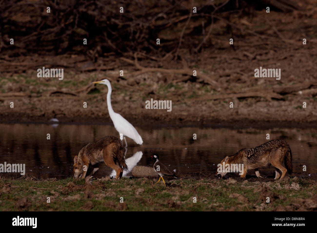 Jackals behavior hi-res stock photography and images - Alamy
