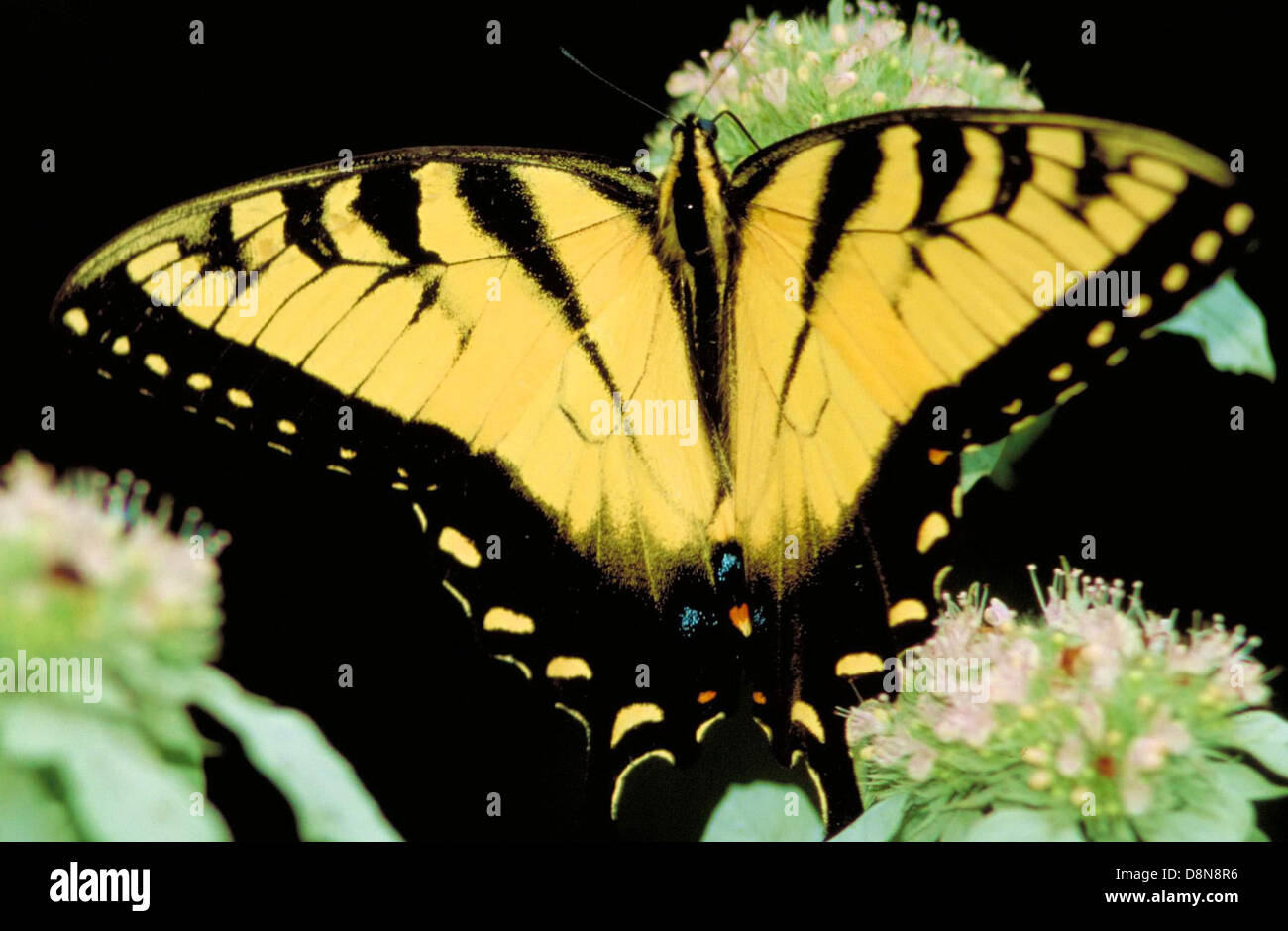 Tiger butterfly insect Stock Photo - Alamy