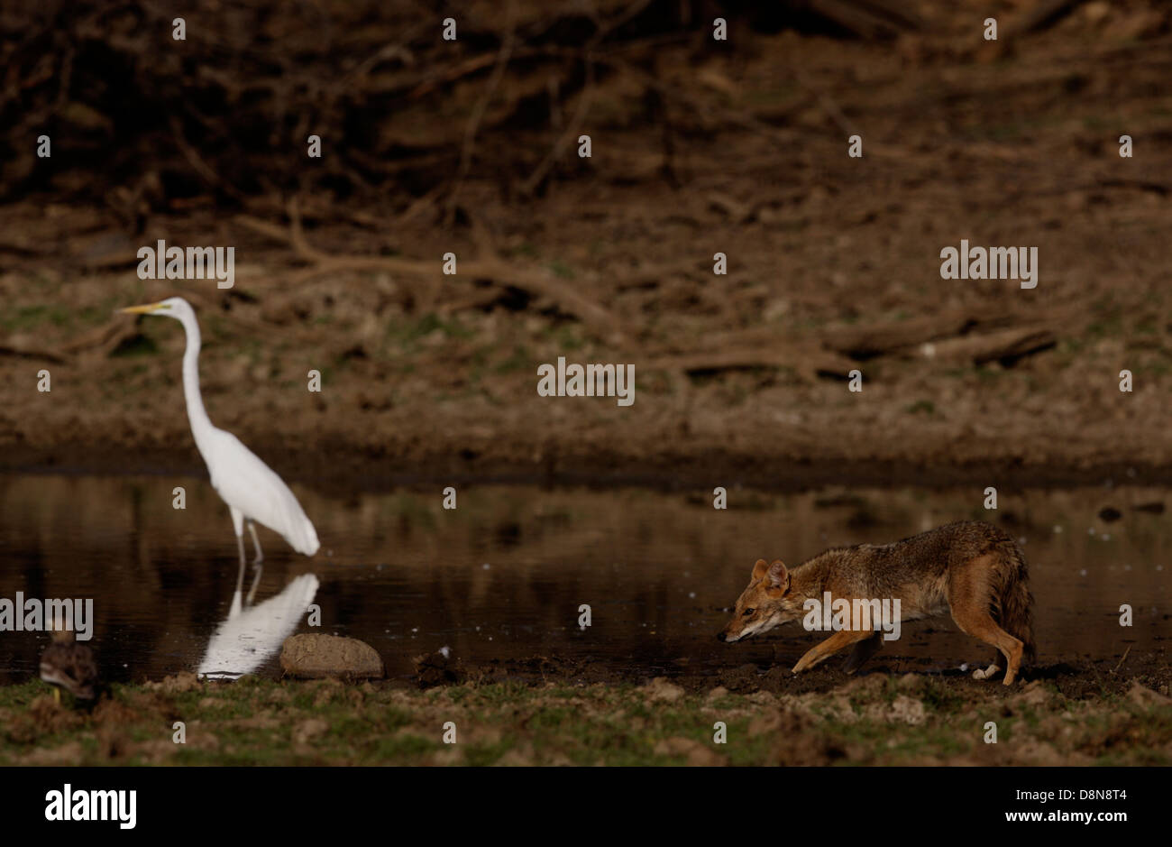 Jackals behavior hi-res stock photography and images - Alamy