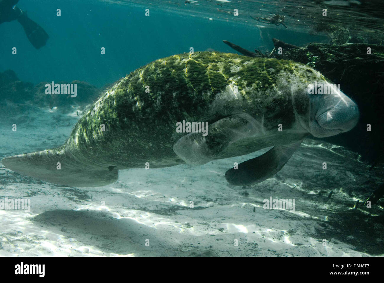 A manatee (Trichechus manatus latirostris) swimming underwater ...