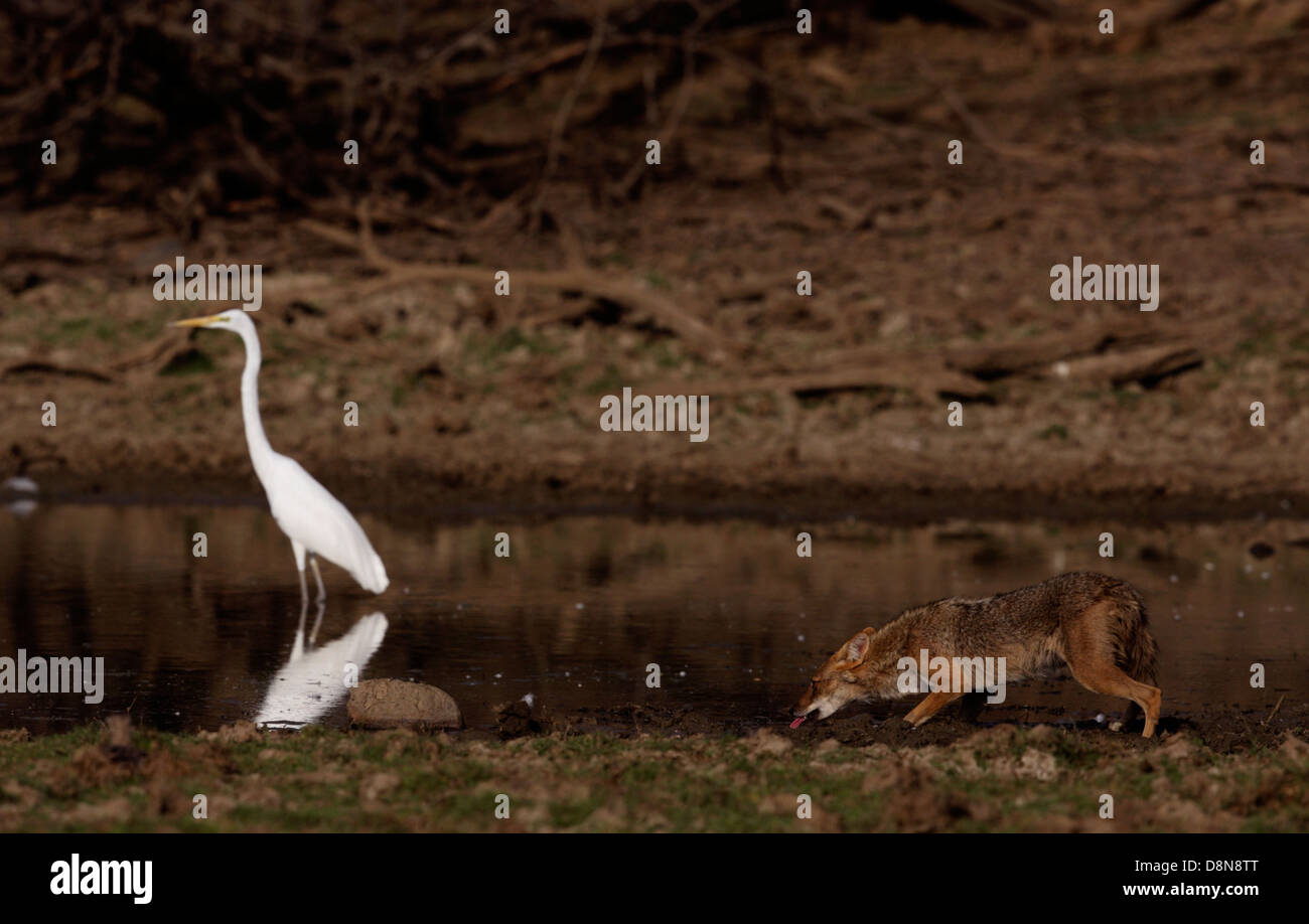 Jackals behavior hi-res stock photography and images - Alamy