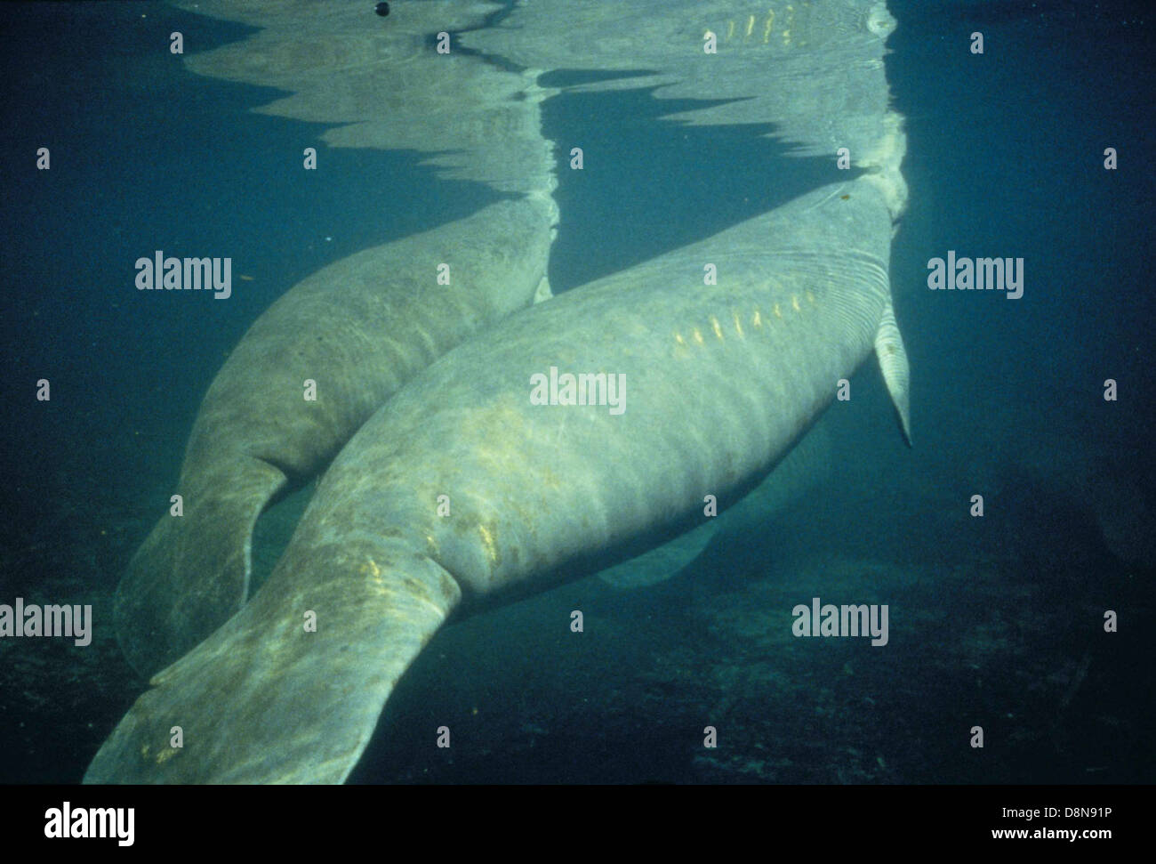 Two manatees are seen surfacing for air in shallow water. Their large ...