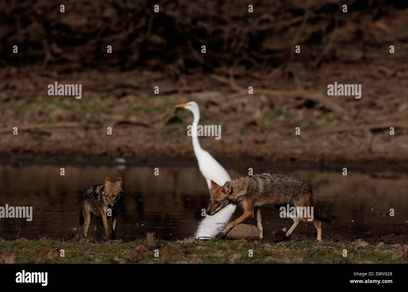 Jackals behavior hi-res stock photography and images - Alamy