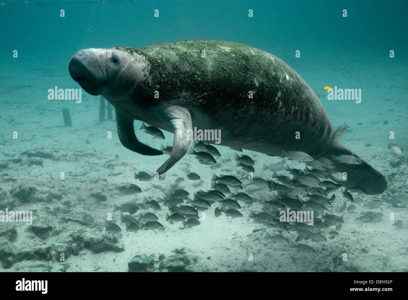 A manatee, a gentle aquatic mammal, captured in underwater photography ...