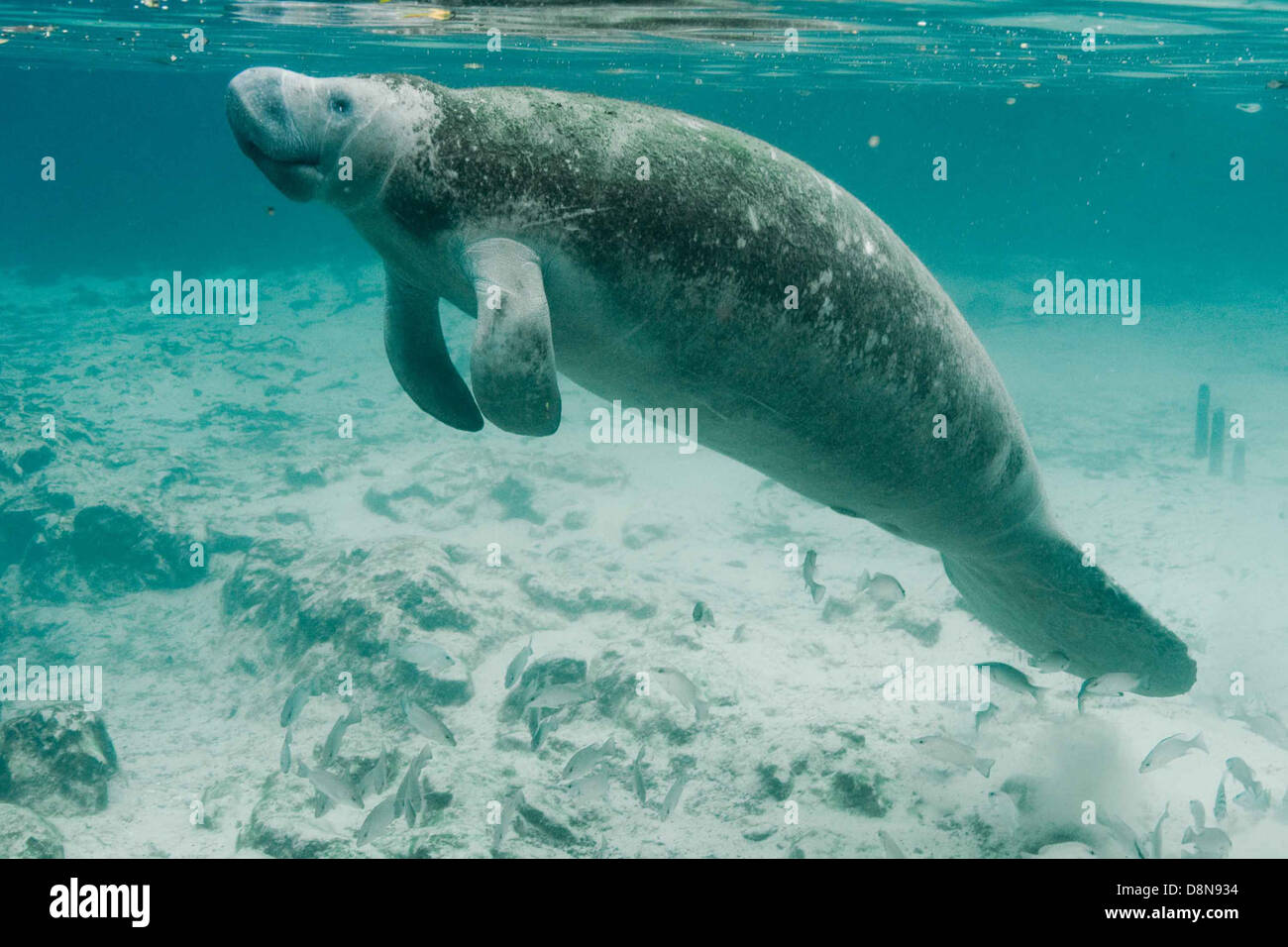 An underwater photograph capturing a manatee, an endangered marine ...