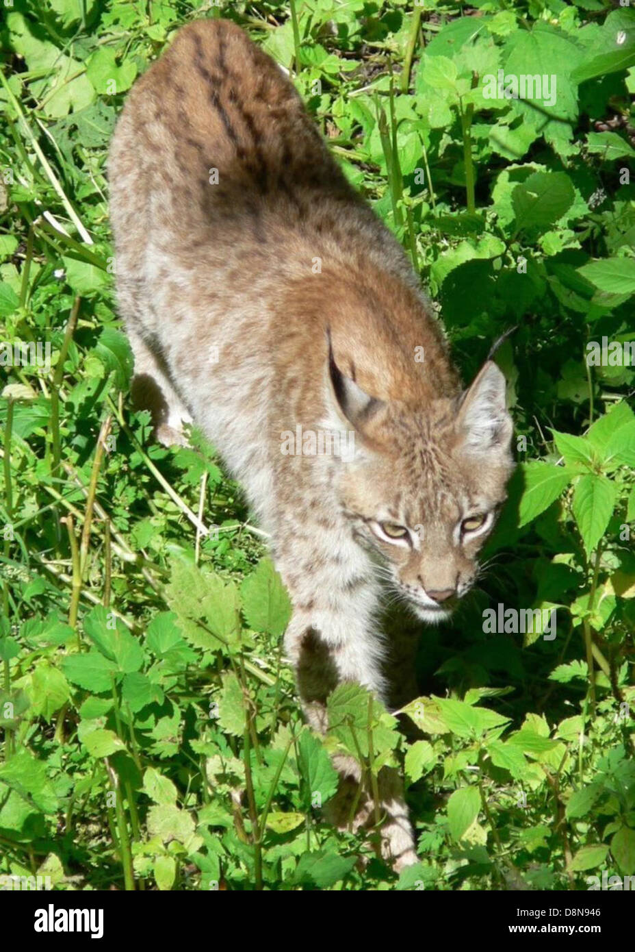 Cats with tufted ears hi-res stock photography and images - Alamy