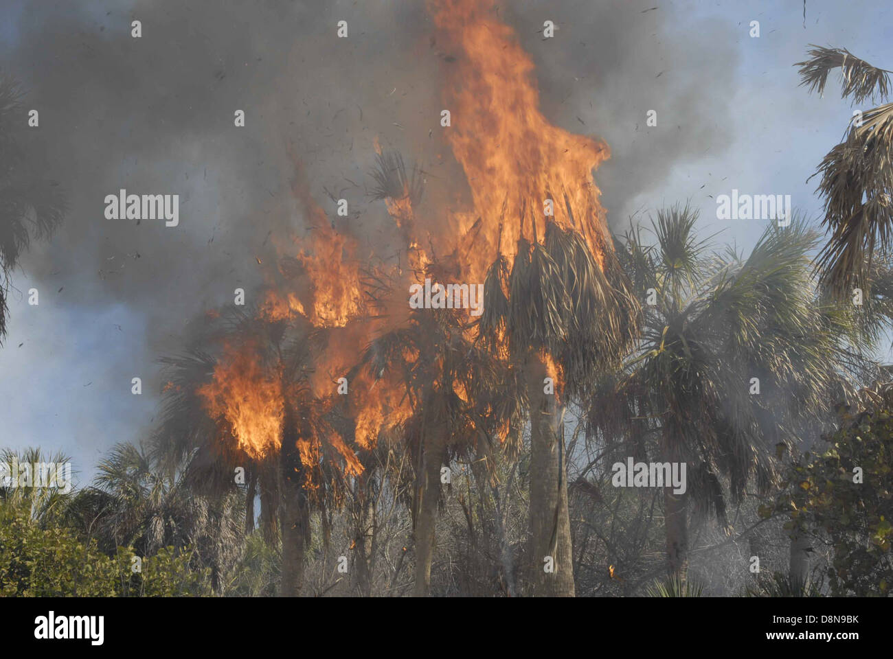 Summer fires in tropical forests can have significant impacts on local ...