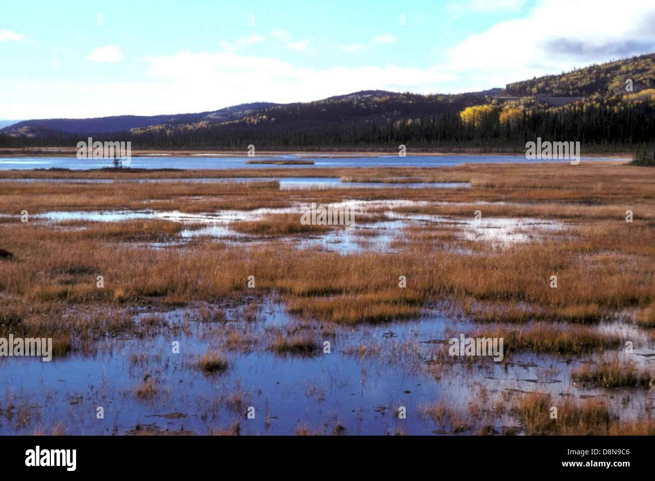 A vibrant summer scene in a swamp, showing lush green vegetation ...