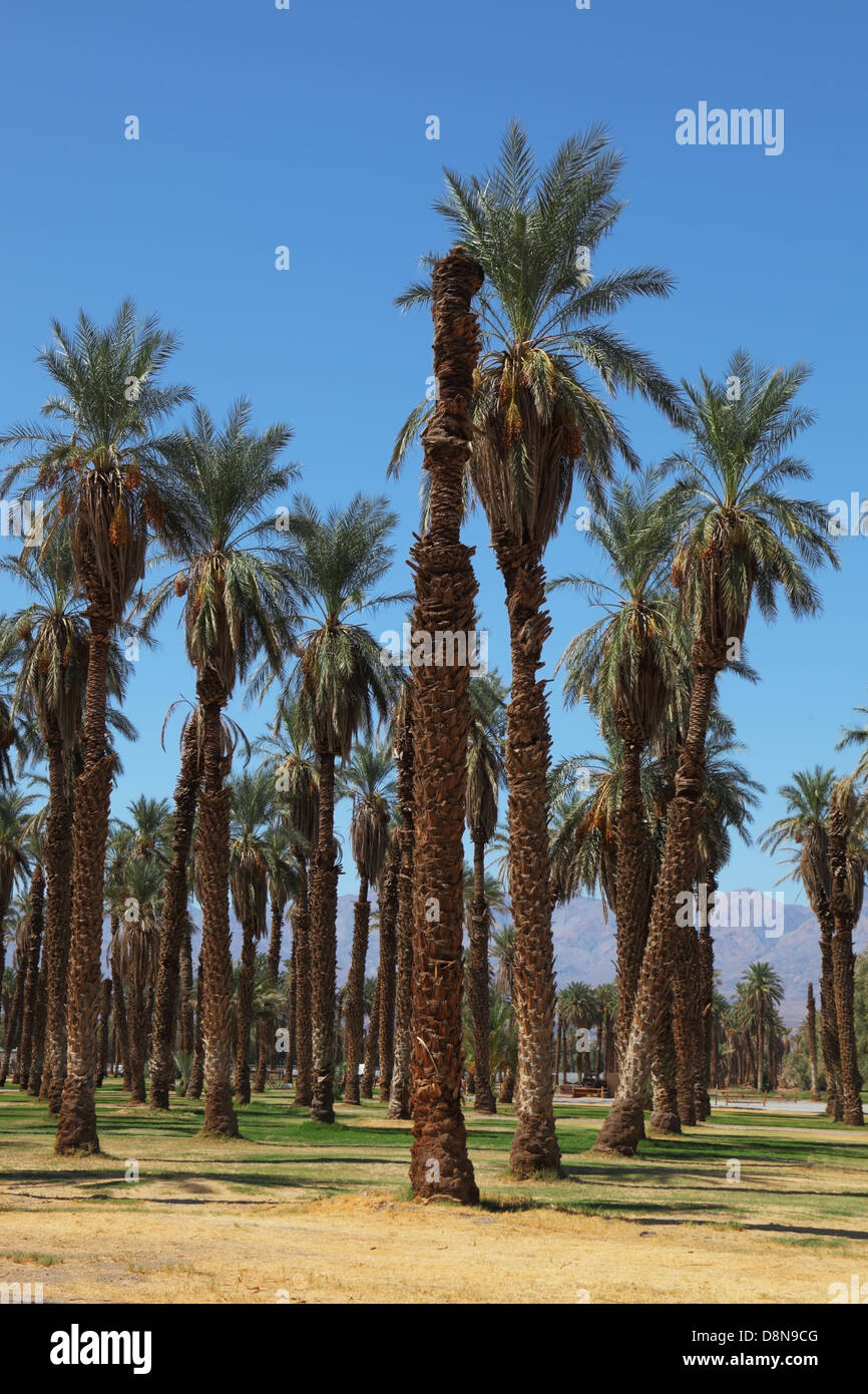 Evergreen grove hi-res stock photography and images - Alamy