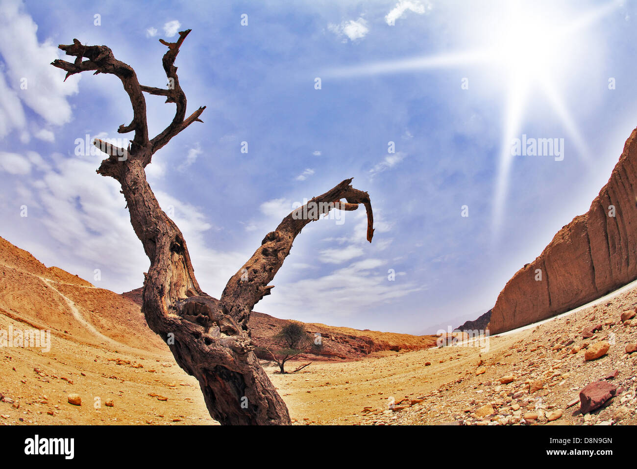 Dry tree in desert Stock Photo - Alamy