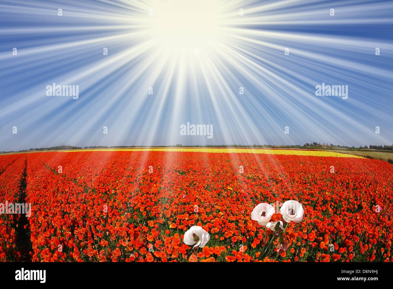 The sharp spring sun Stock Photo - Alamy