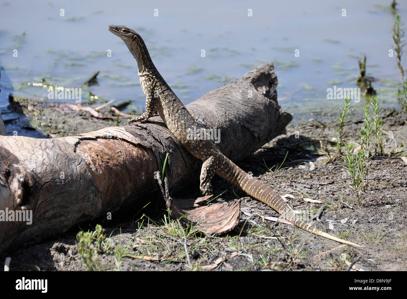 Australian monitor lizards of the genus Varanus, Southeast Asia Stock ...