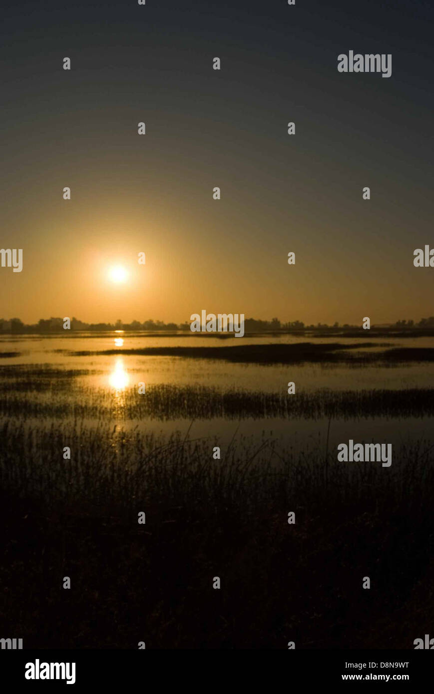 A stock photo of a sunset in a park. The sun is setting behind trees ...