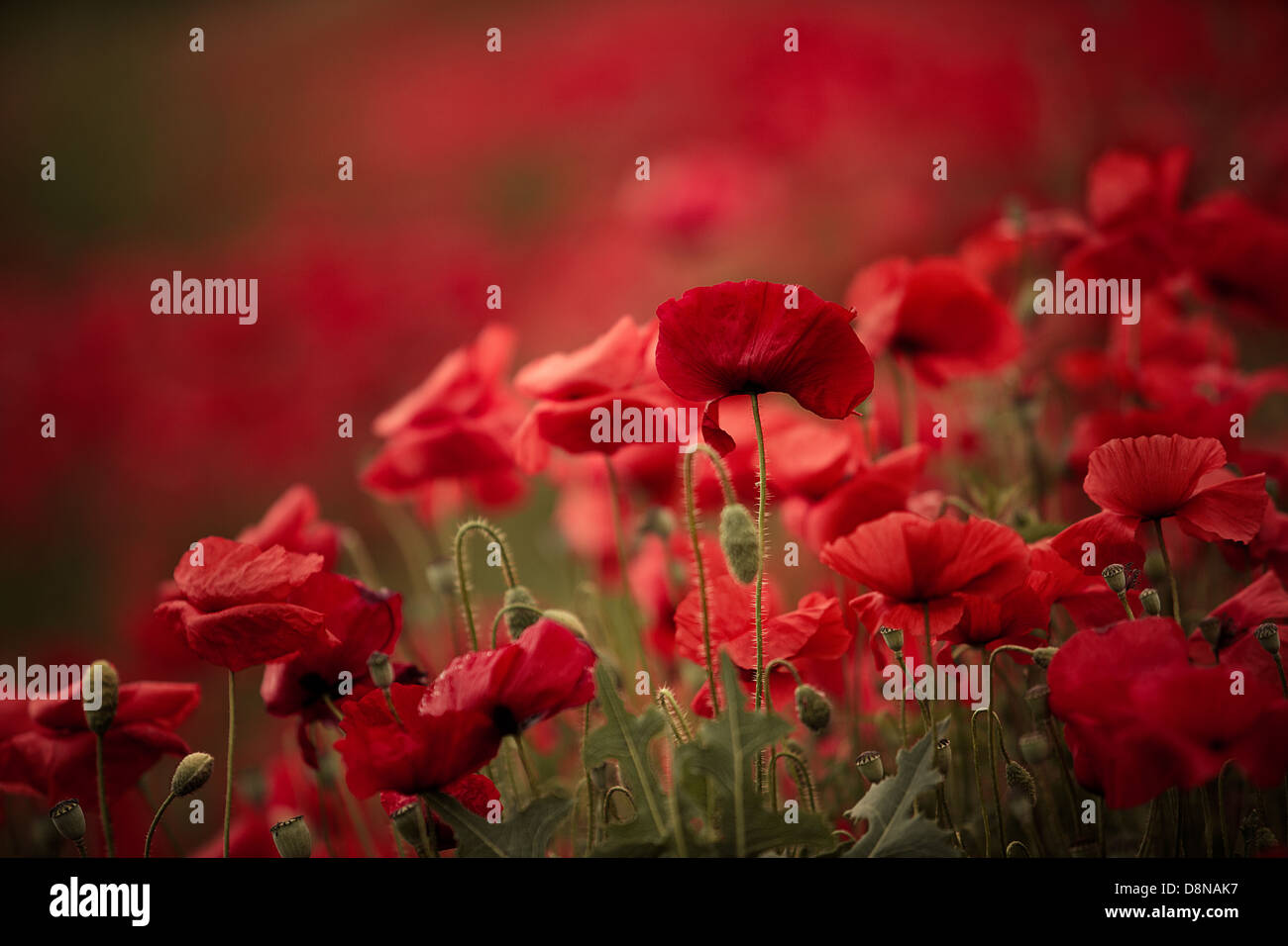 Red Poppy Flowers Stock Photo - Alamy