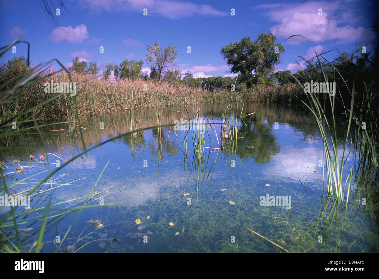 A swamp landscape featuring dense vegetation and slow-moving water. The ...