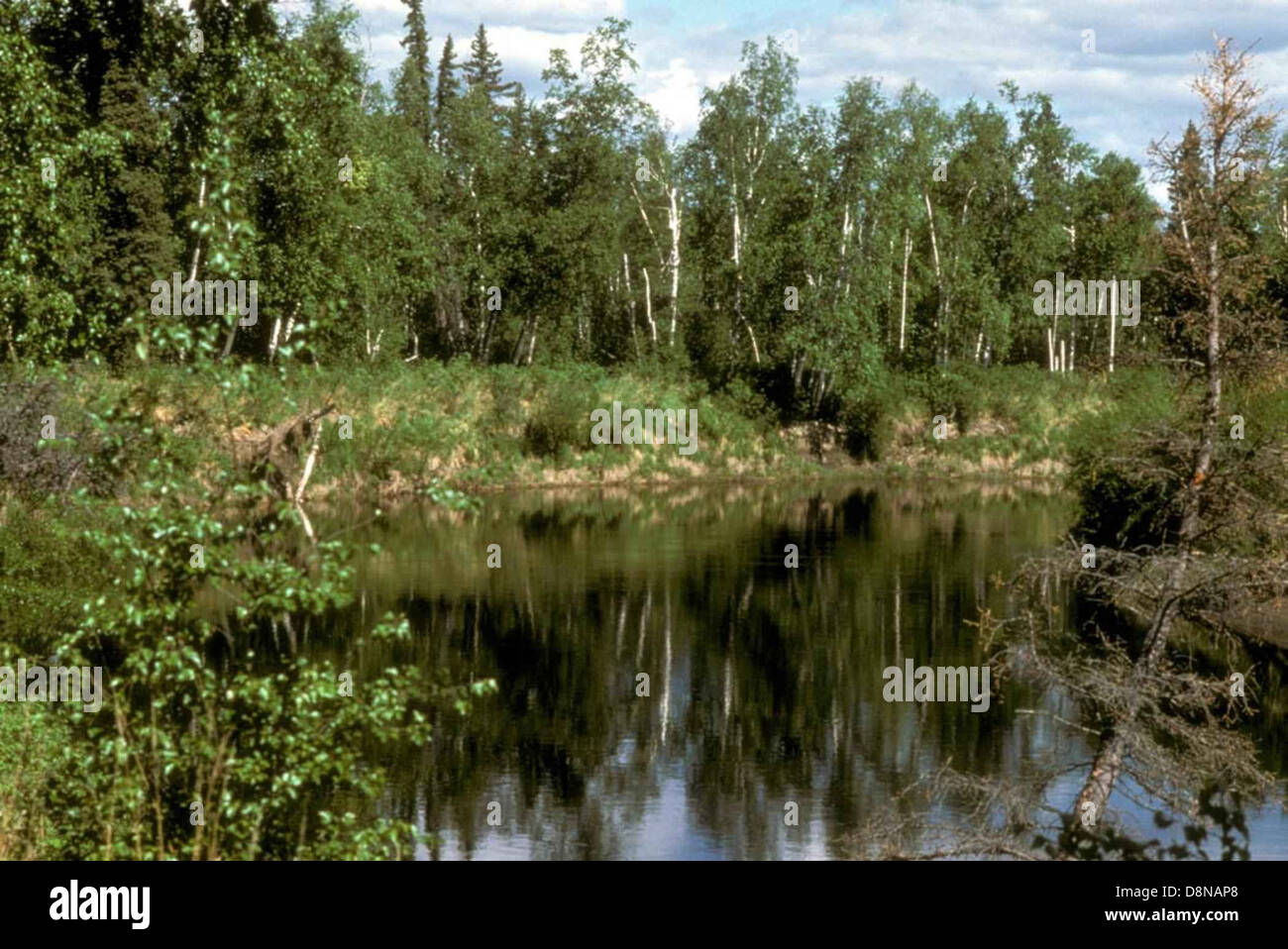 Swamp natural reserve Stock Photo - Alamy