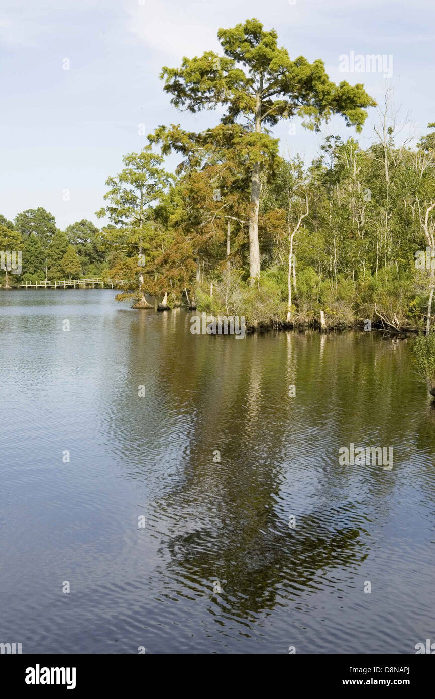 A tranquil swamp scene, showcasing the lush, waterlogged environment ...