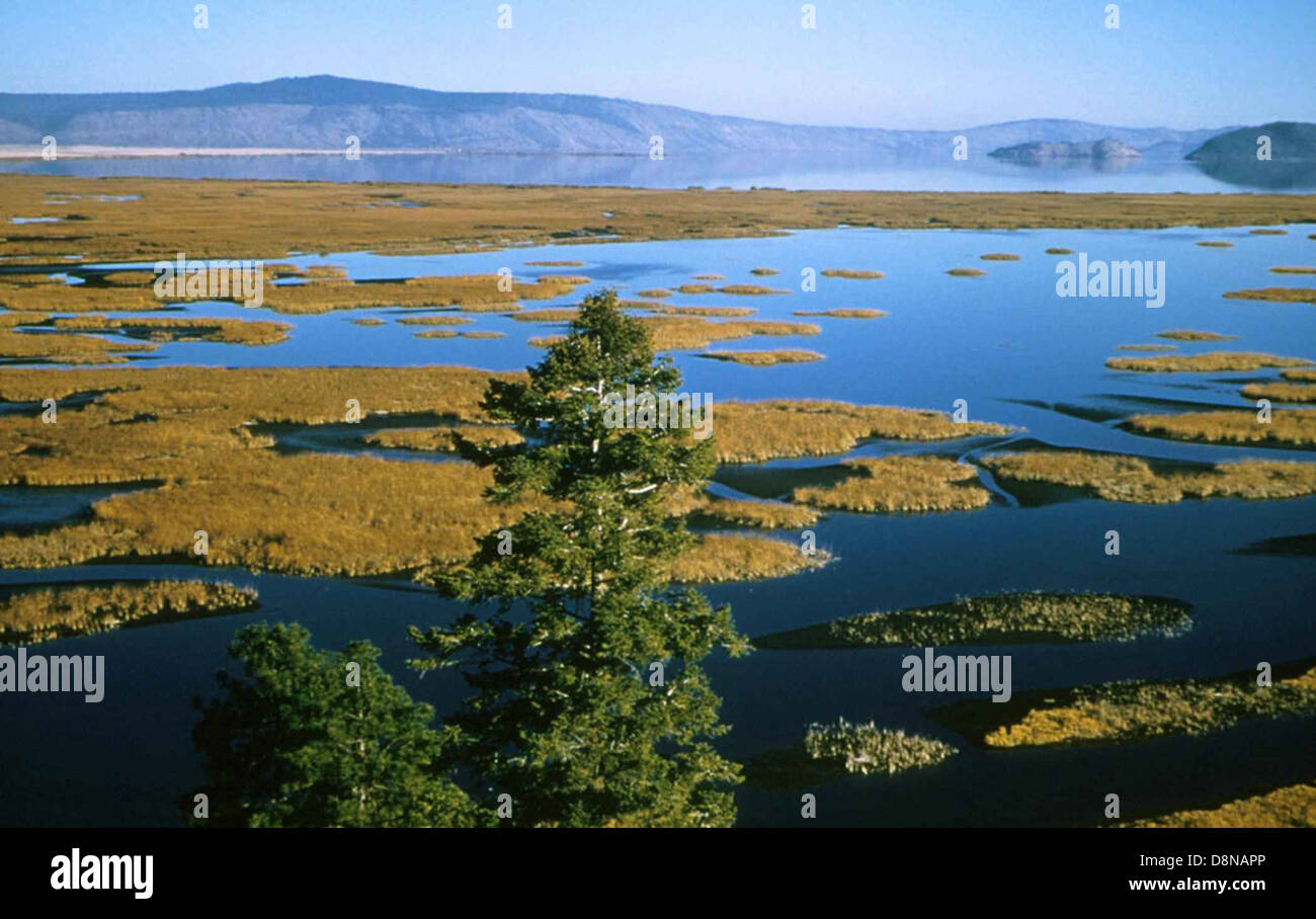 Swamp scenics and vegetation Stock Photo - Alamy