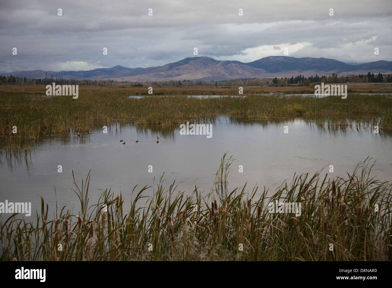 A tranquil swamp landscape, with still waters and waterfowl in the ...