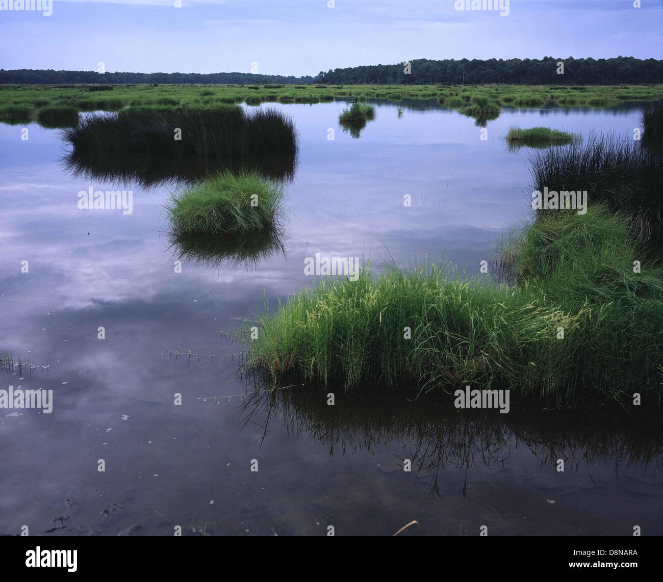 A dense display of swamp vegetation, showcasing various plants growing ...