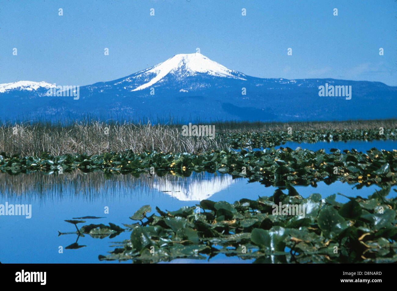 A close-up image of swamp vegetation, showing lush green plants, reeds ...