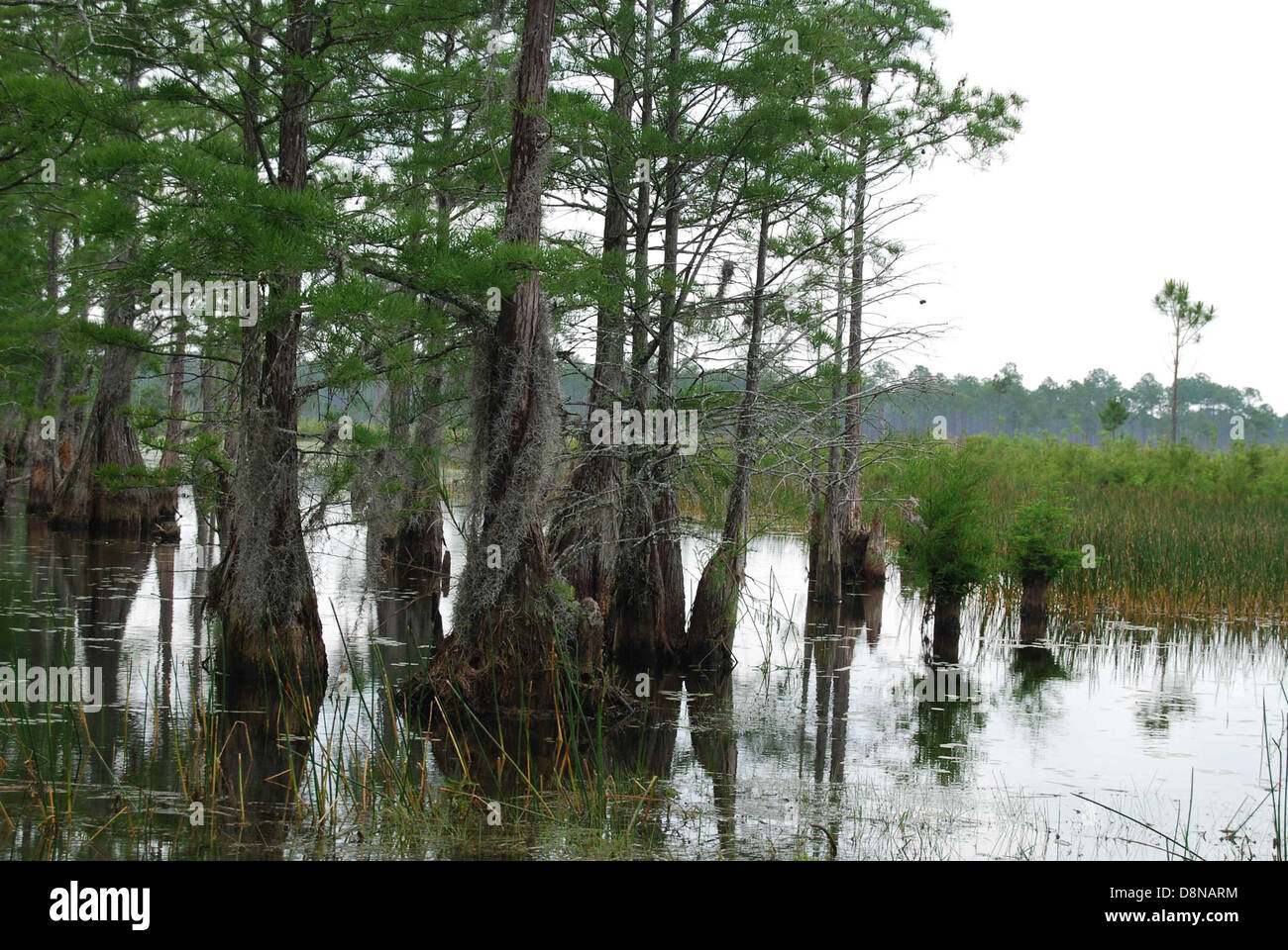 Various swamp plants and vegetation, adapted to wetland environments ...
