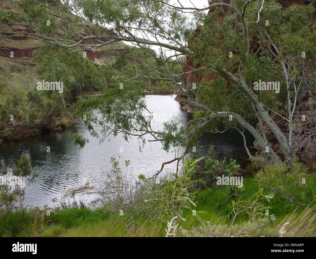 A high-quality image of a swamp, showcasing its dense vegetation and ...
