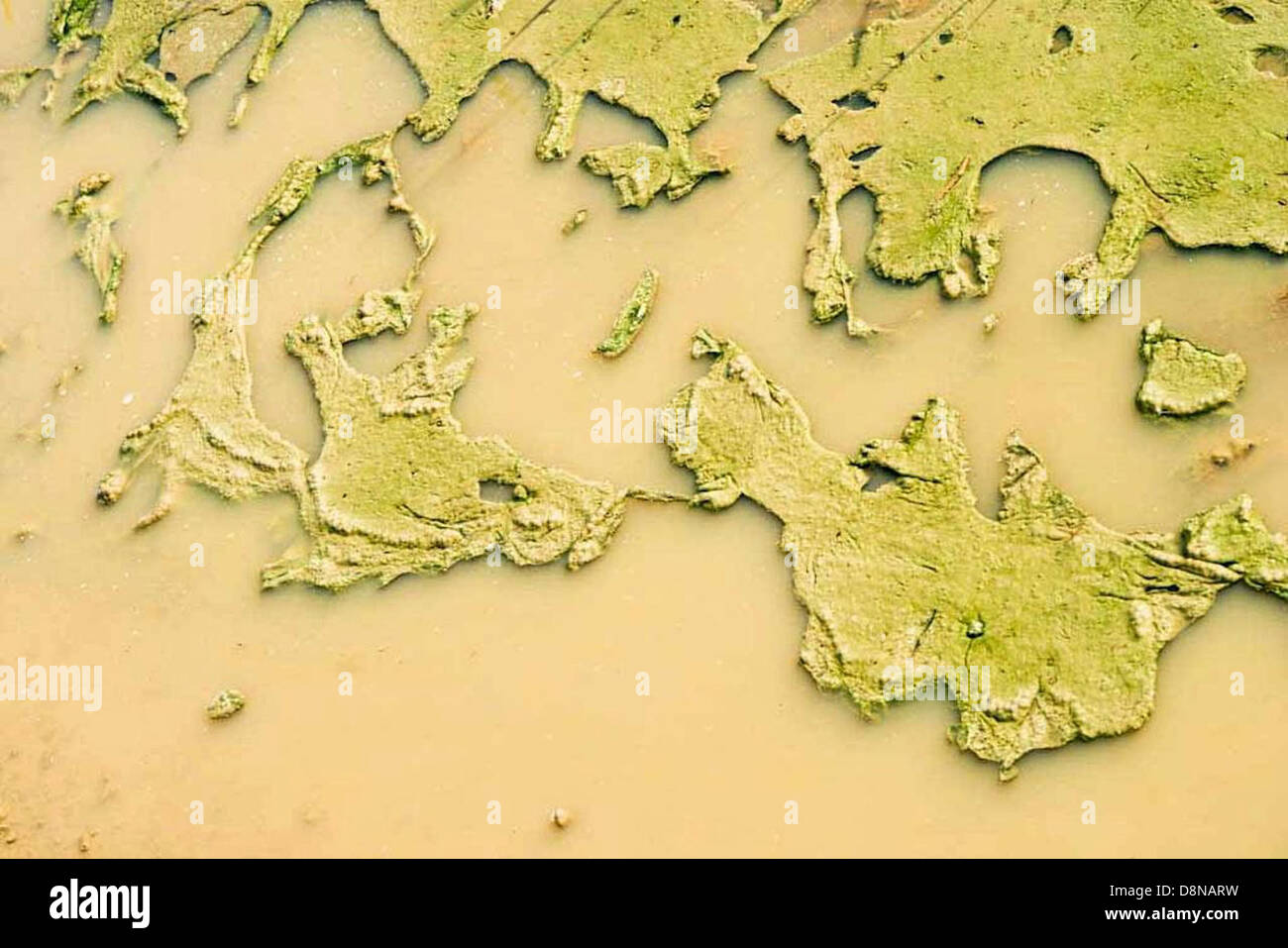 A stock photo of swamp water with calm, dark reflections and natural ...