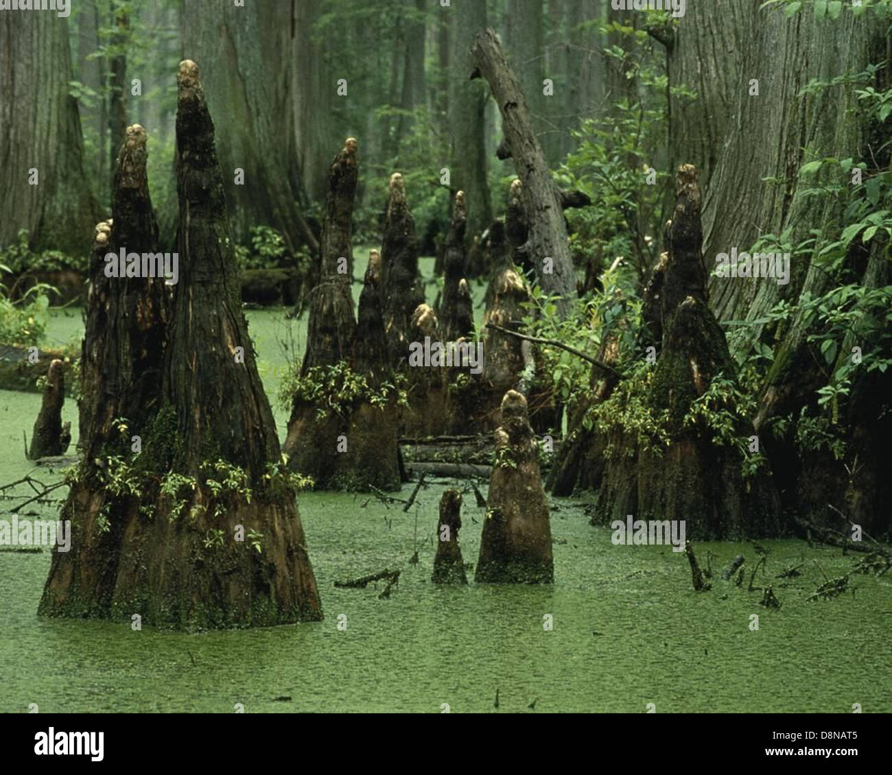 A tranquil swamp water landscape, with still water reflecting the ...