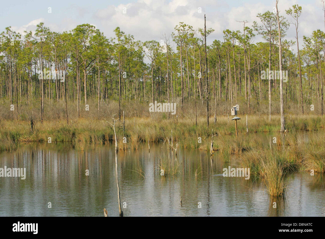 Swamp water on forests edge Stock Photo - Alamy