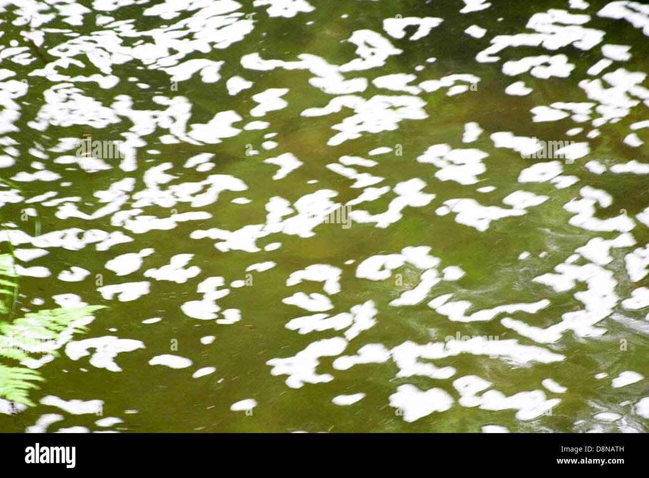 Swamp water surface Stock Photo - Alamy