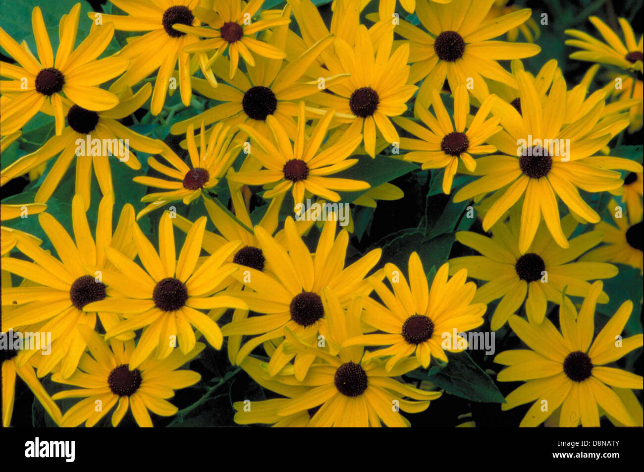 A close-up view of bright yellow Black-eyed Susan flowers with dark ...