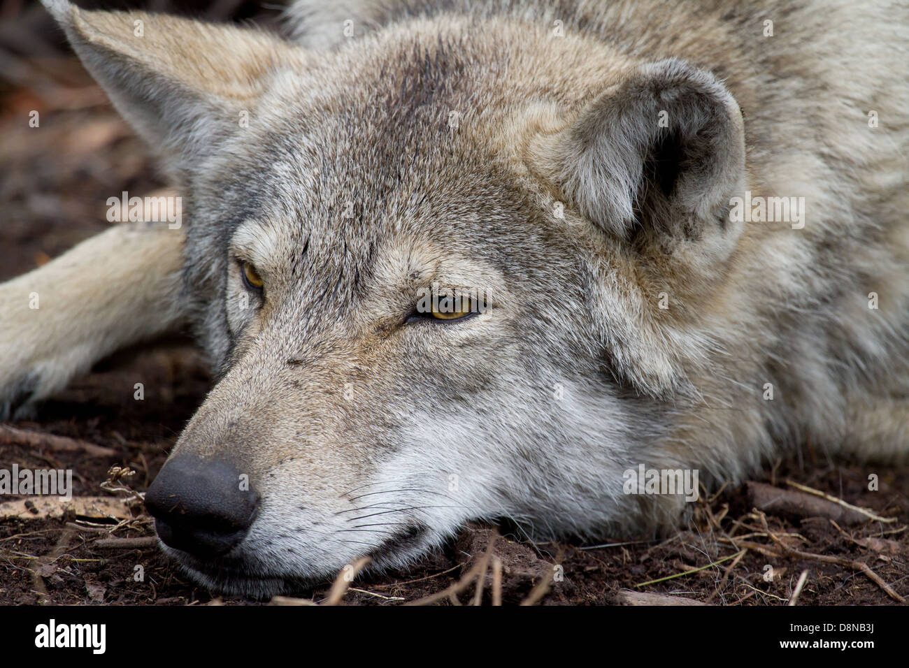 Contemplative capture hi-res stock photography and images - Alamy