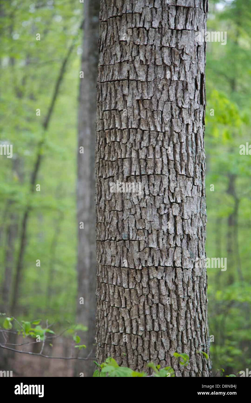 A detailed view of the textured bark on a hardwood tree, with green ...