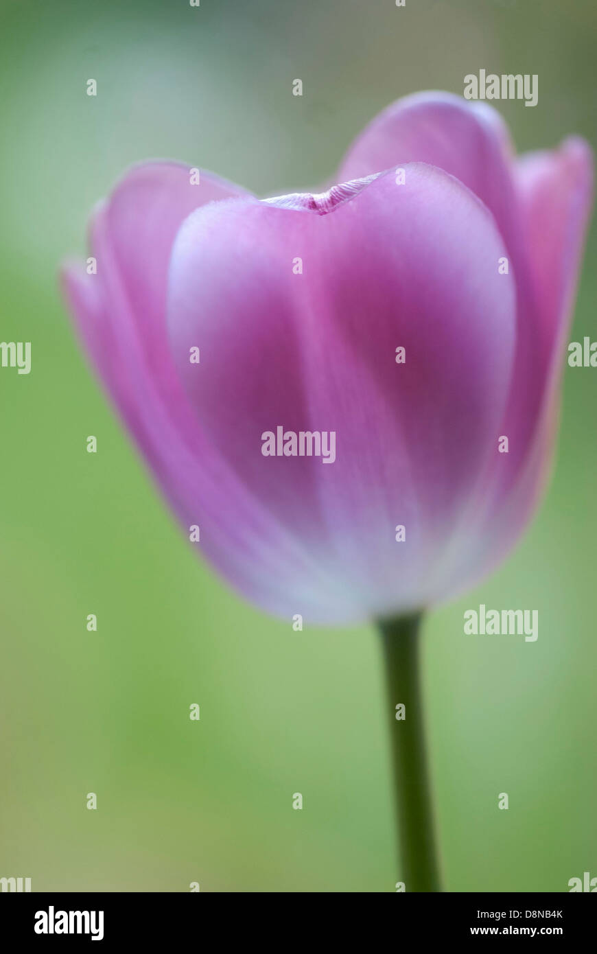 Petal tip hi-res stock photography and images - Alamy